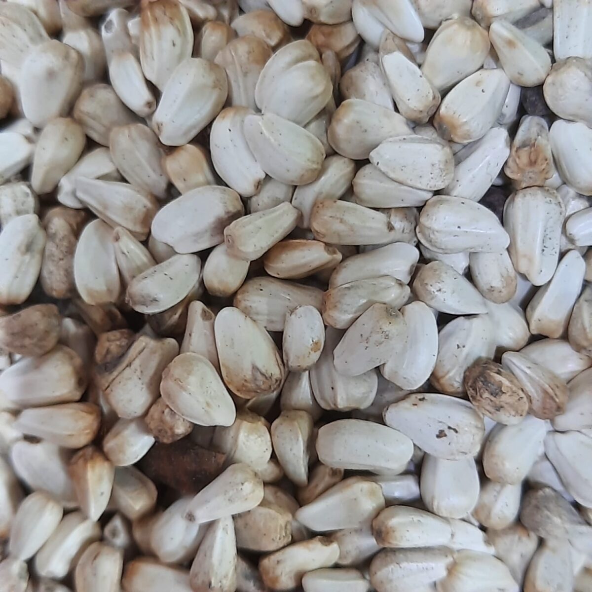 Safflower Seed 1kg - Aquisan Bangladesh Pet Care